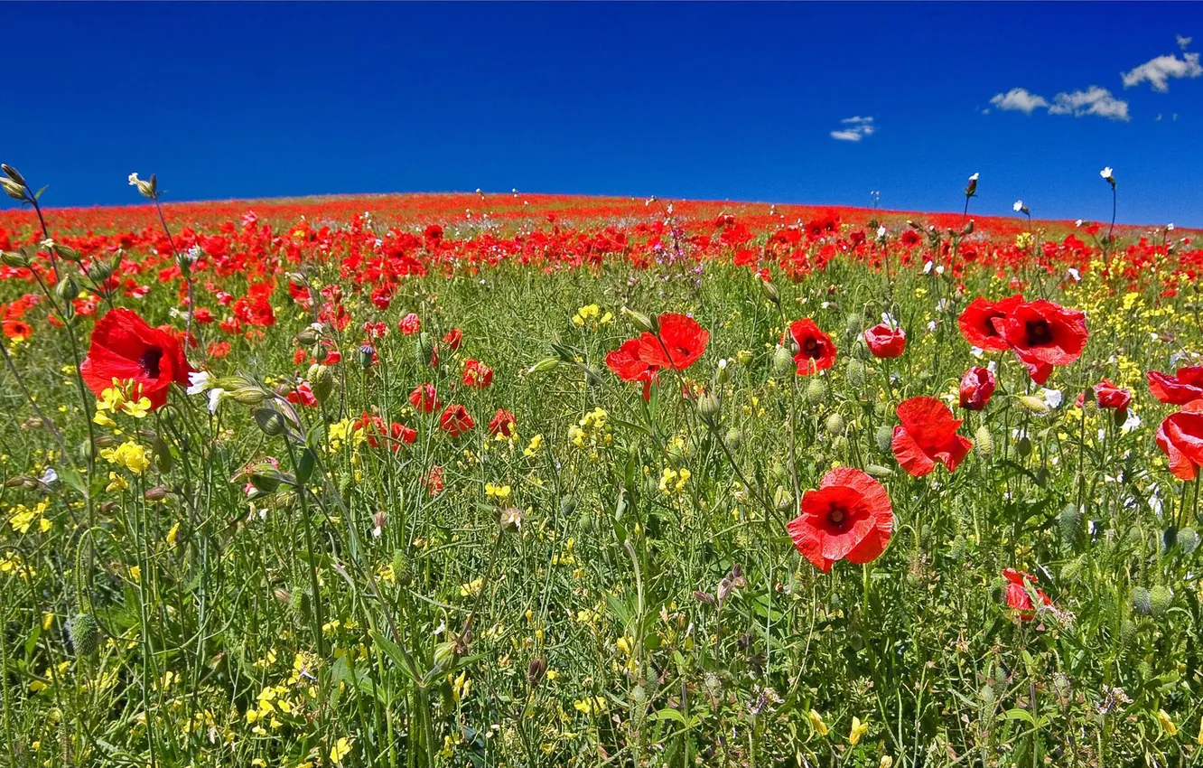 Wallpaper field, the sky, landscape, flowers, Maki, horizon for mobile ...