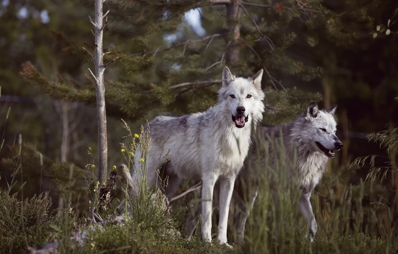 Wallpaper forest, wolf, pair, wolves, two wolves for mobile and desktop ...