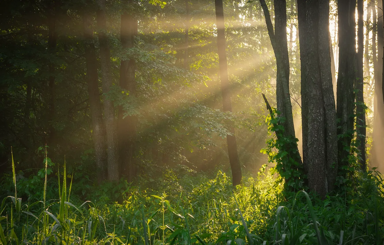 Wallpaper forest, light, trees for mobile and desktop, section пейзажи ...