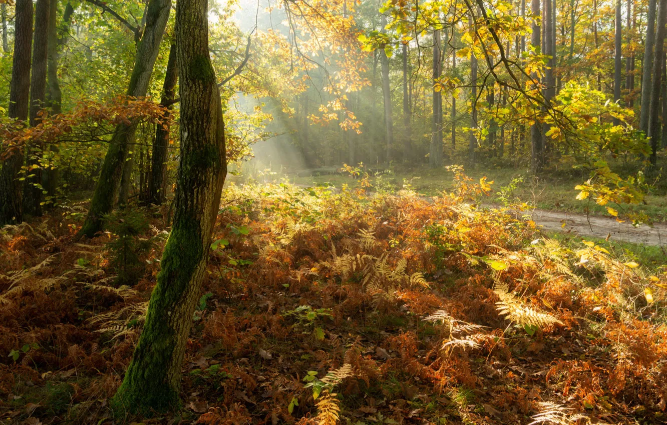 Wallpaper autumn, forest, light, trees, fern for mobile and desktop ...