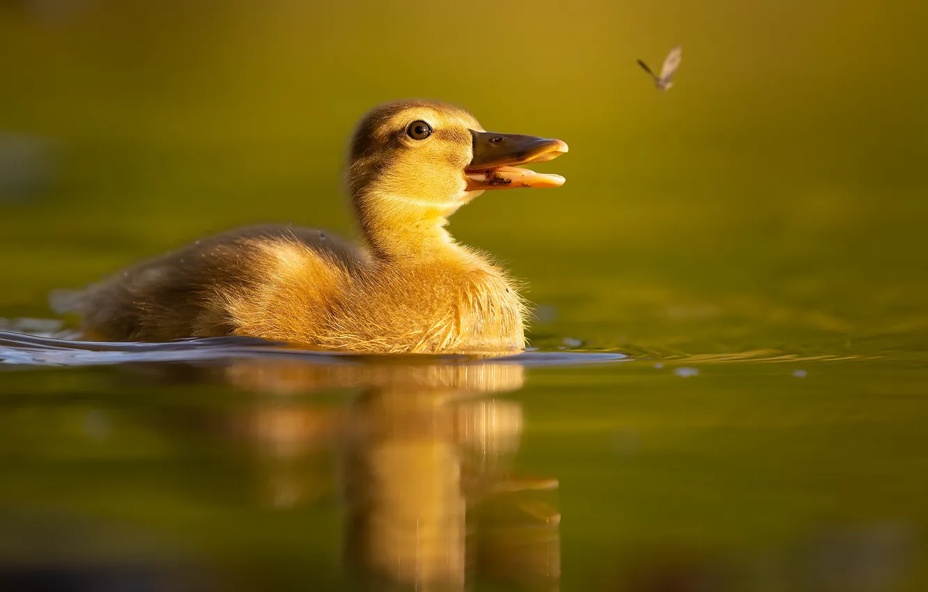 Wallpaper water, nature, bird, butterfly, duck, chick for mobile and ...