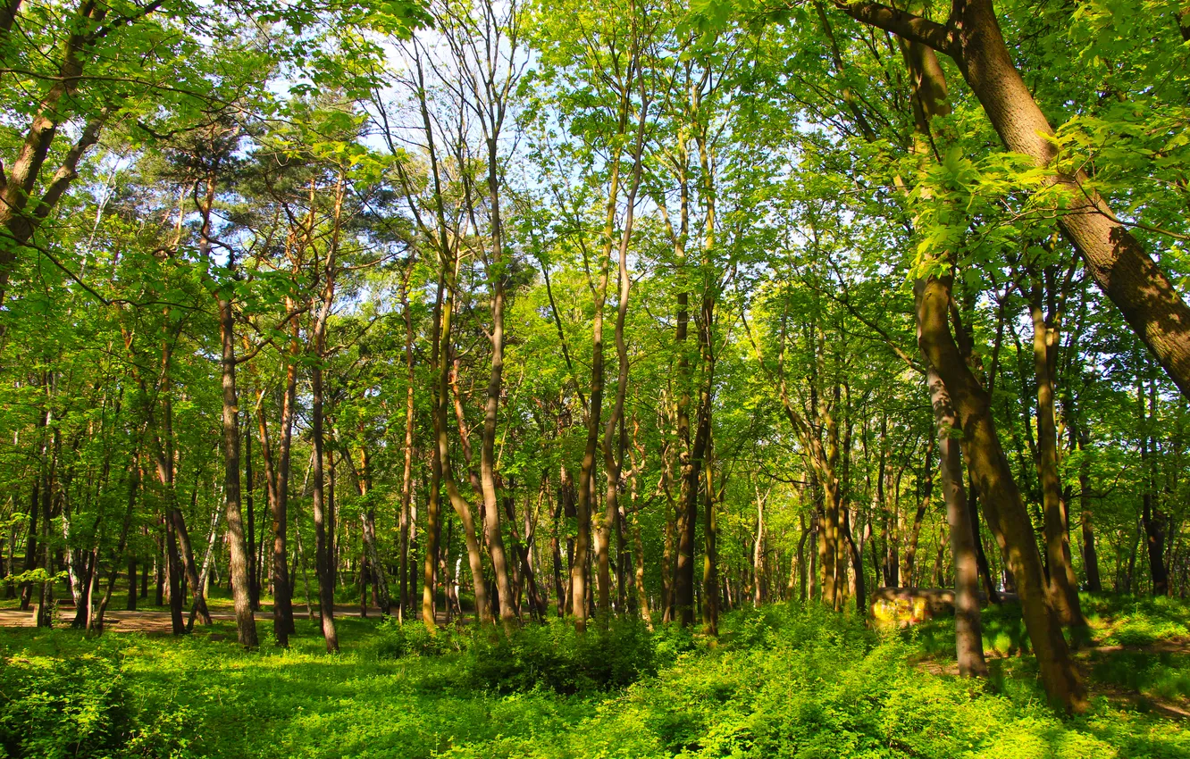 Wallpaper forest, trees, park for mobile and desktop, section пейзажи ...