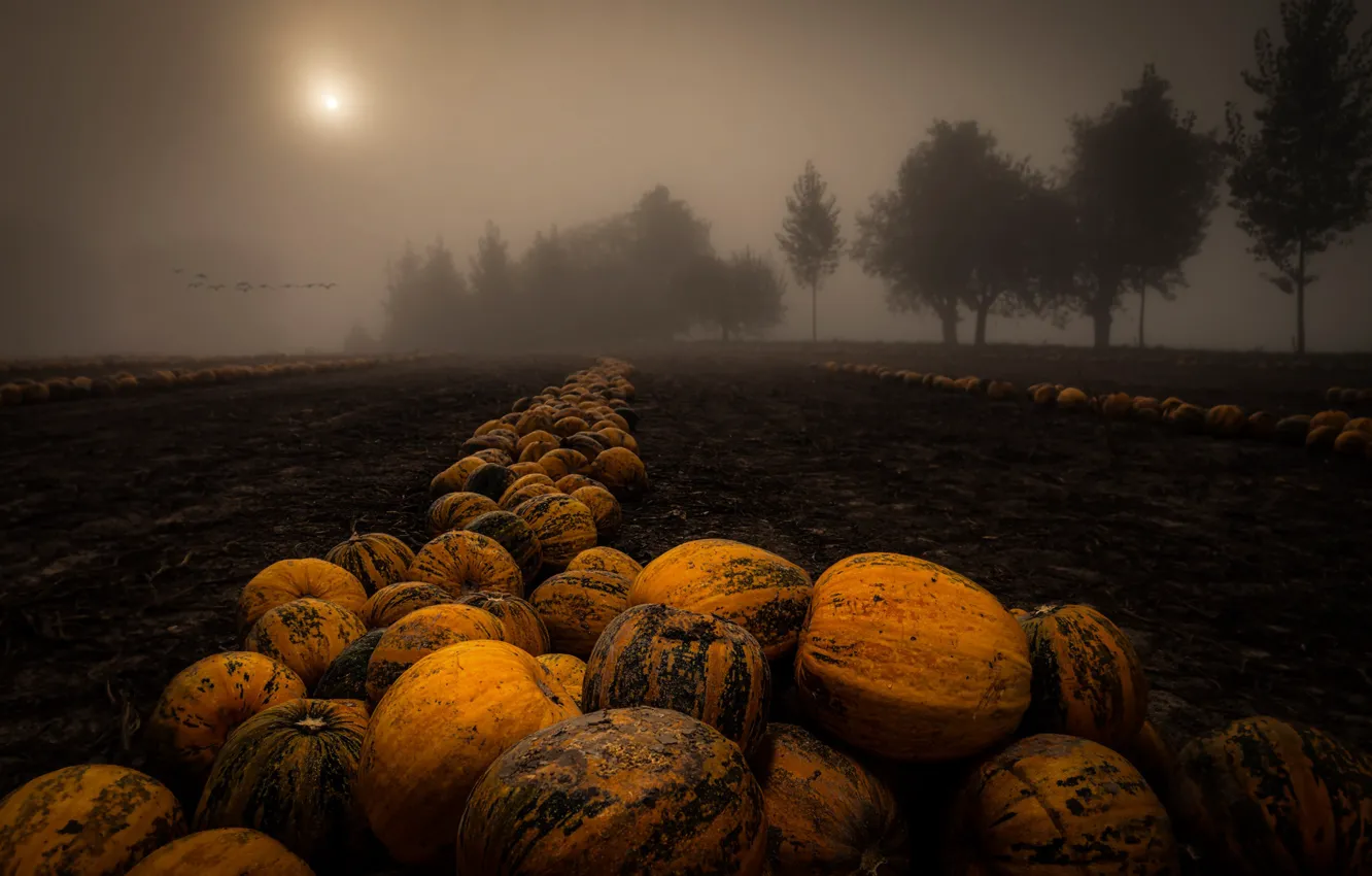 Wallpaper field, night, pumpkin for mobile and desktop, section пейзажи ...