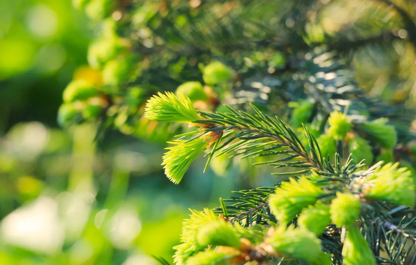 Wallpaper spring, plant, spruce, twig for mobile and desktop, section ...