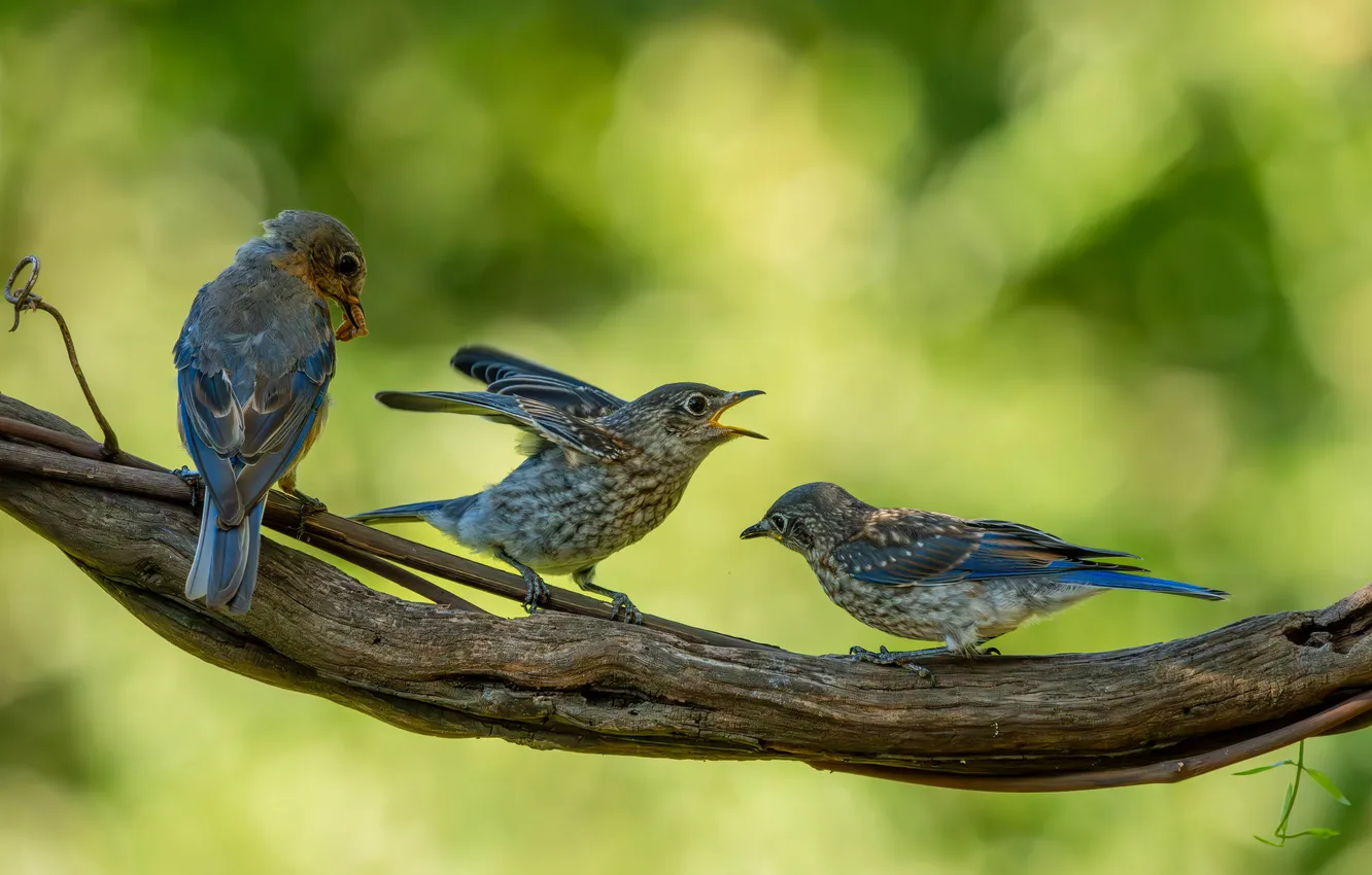 Wallpaper branches, bird, trio for mobile and desktop, section животные ...