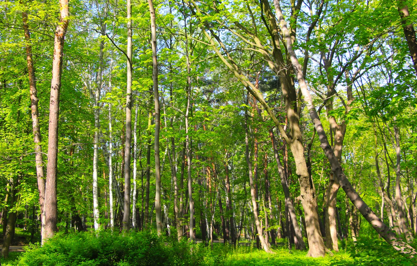 Wallpaper forest, trees, park, spring for mobile and desktop, section ...