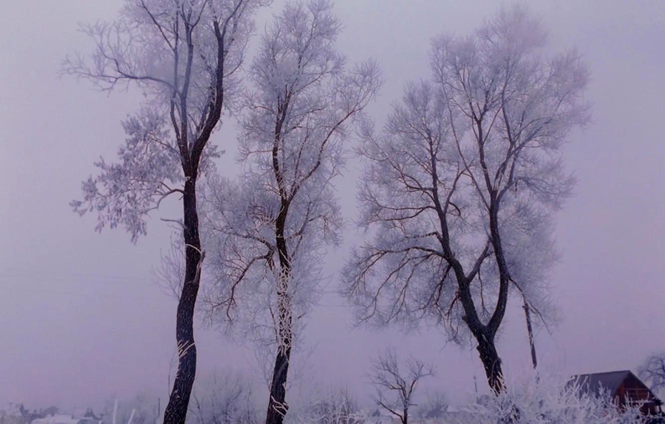 Wallpaper winter, frost, trees, January for mobile and desktop, section ...