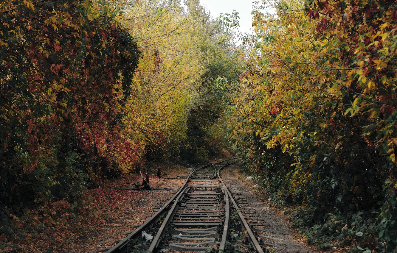 Wallpaper forest, train tracks, lane change for mobile and desktop ...