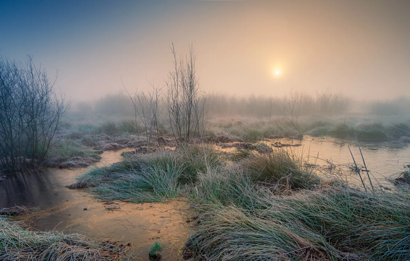 Wallpaper nature, fog, swamp for mobile and desktop, section природа ...