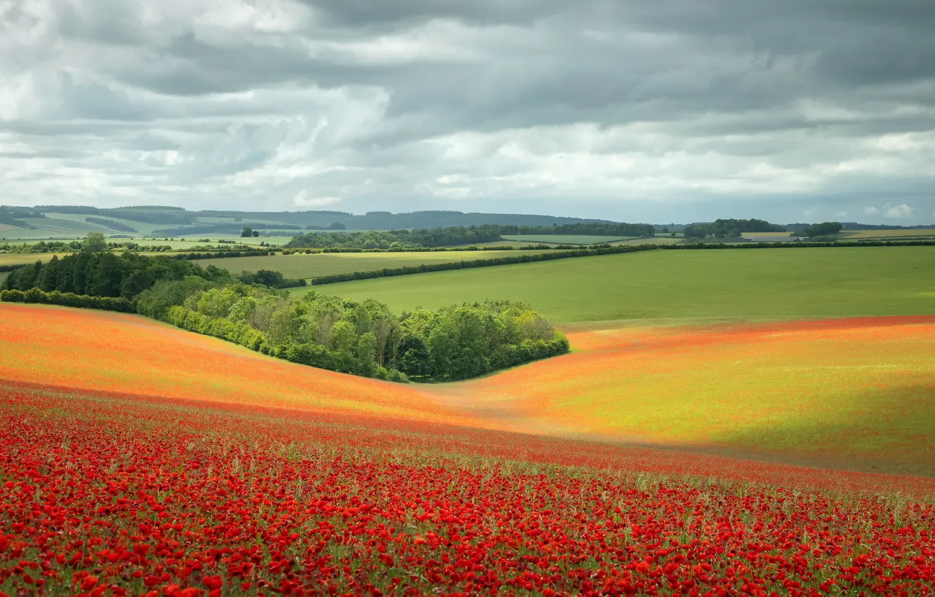 Wallpaper field, summer, Maki for mobile and desktop, section пейзажи ...