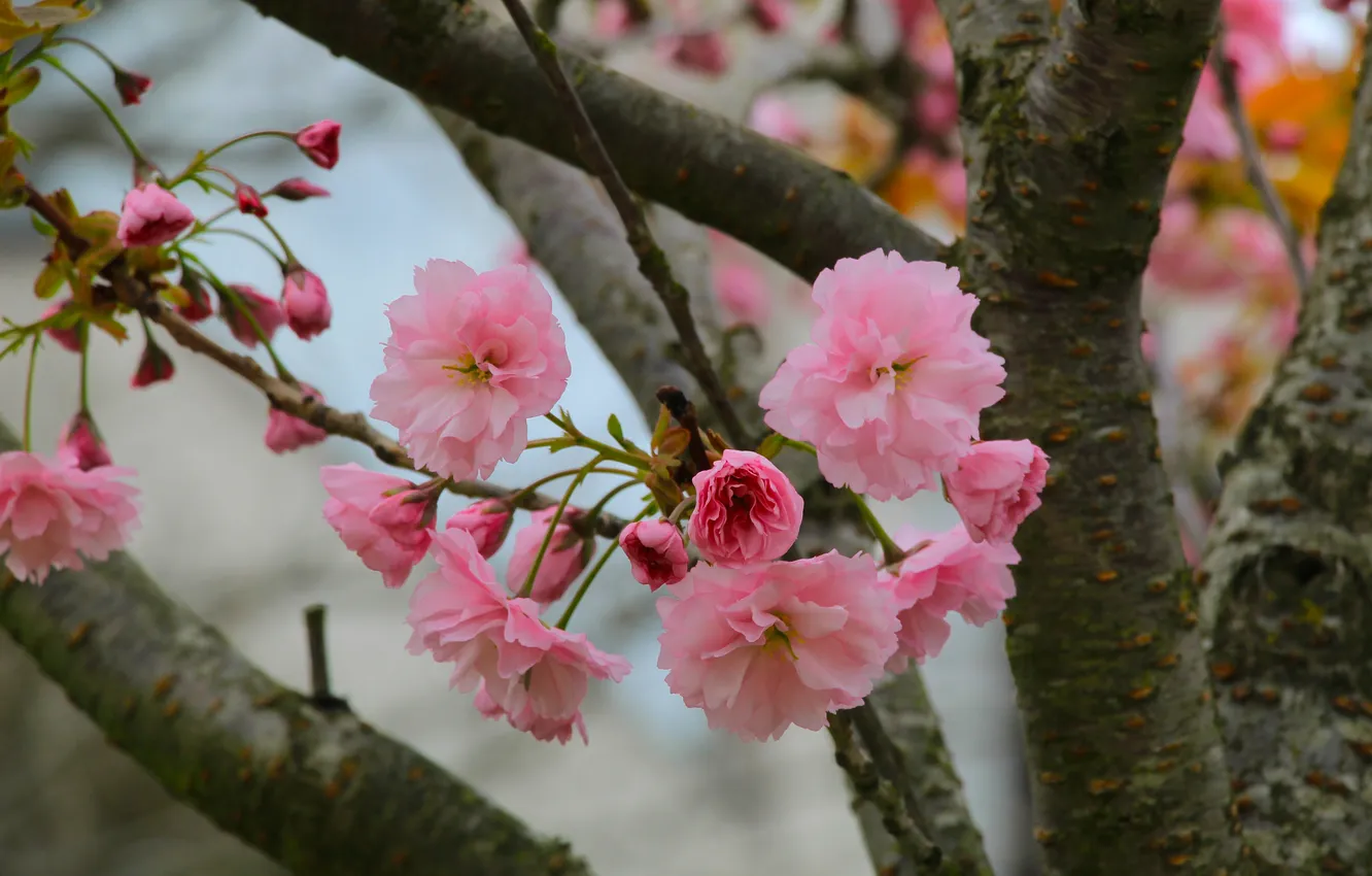 Wallpaper flower, spring, twig, blooming, Japanese cherry for mobile ...
