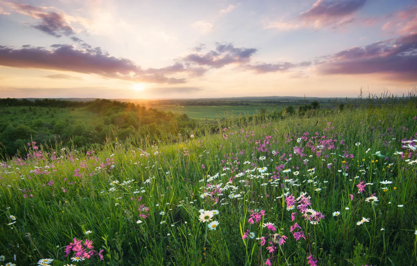 Wallpaper field, the sun, flowers, slope, meadow for mobile and desktop ...