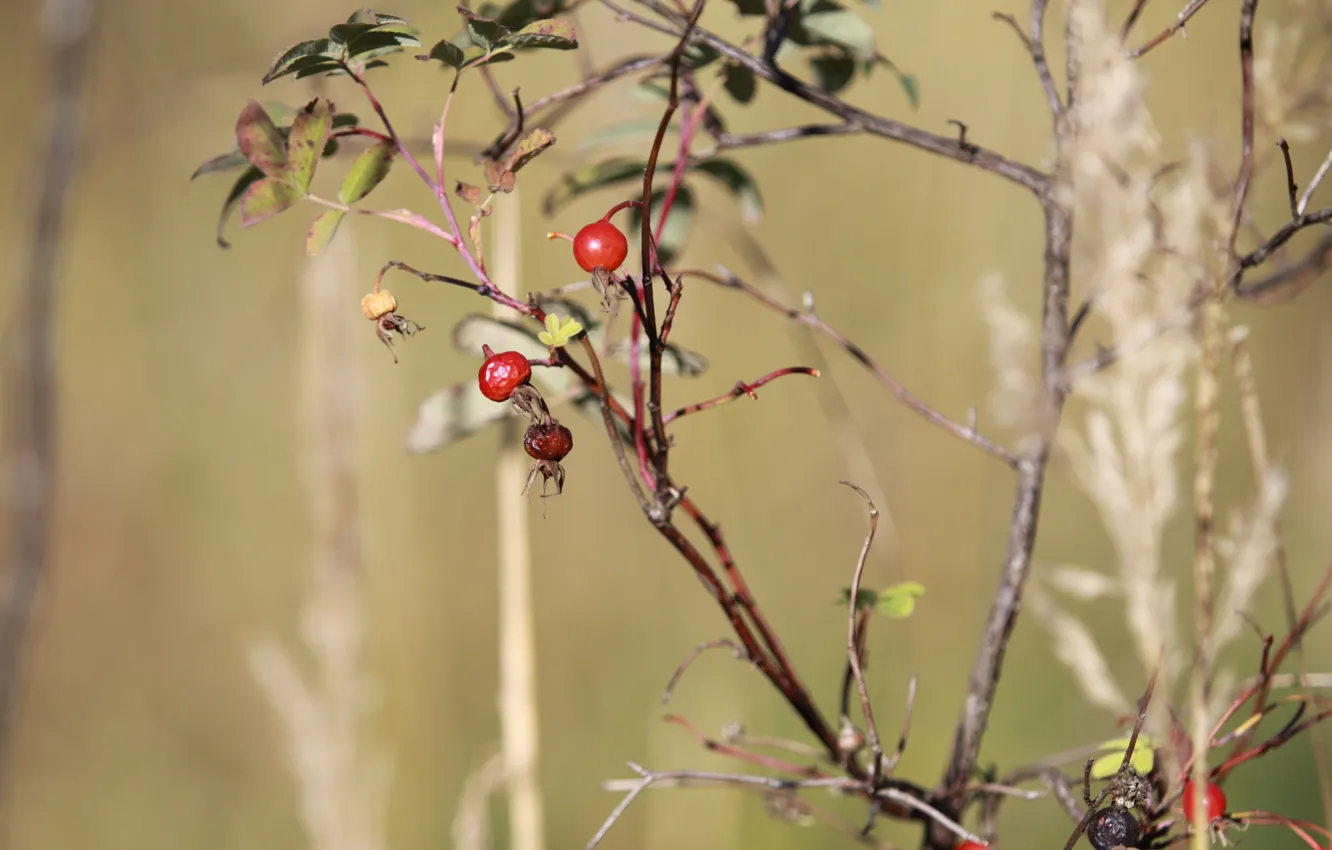 Wallpaper background, briar, three, generation for mobile and desktop ...