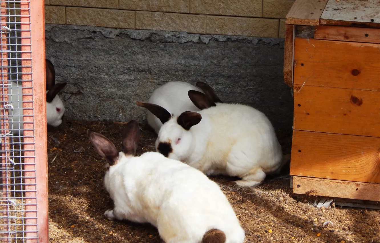 Wallpaper rabbit, home, California for mobile and desktop, section ...