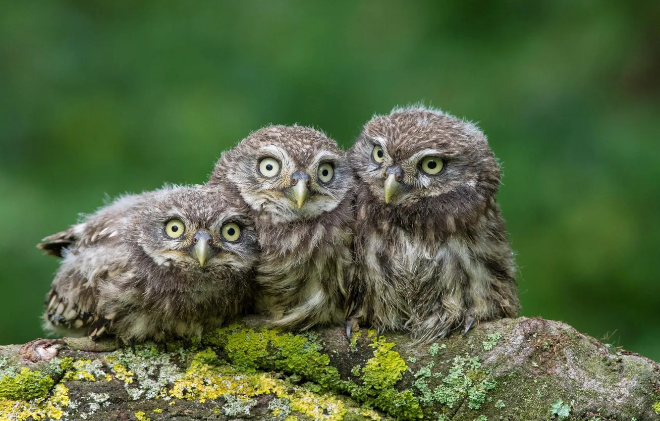 Wallpaper Triplets, Sitting On Rock, owlets for mobile and desktop ...