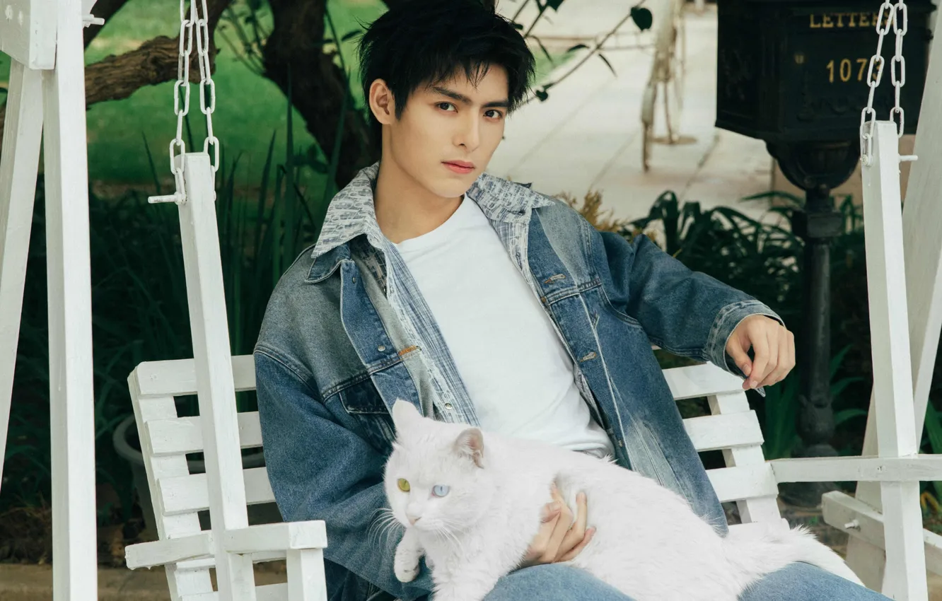 Wallpaper cat, look, swing, China, guy, actor, sitting, chinese actor ...