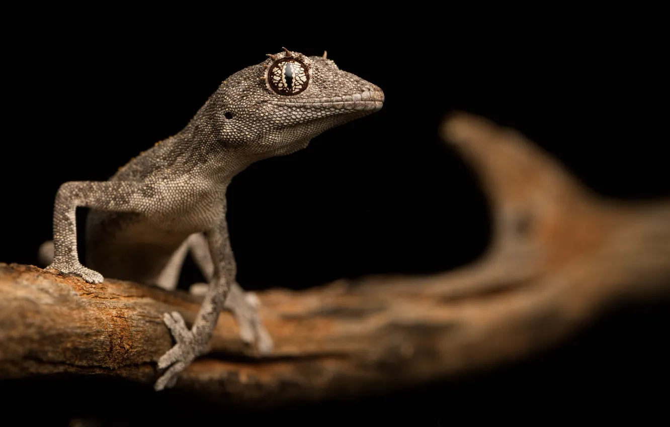 Wallpaper nature, lizard, Western Shield spiny-tailed gecko, Strophurus ...