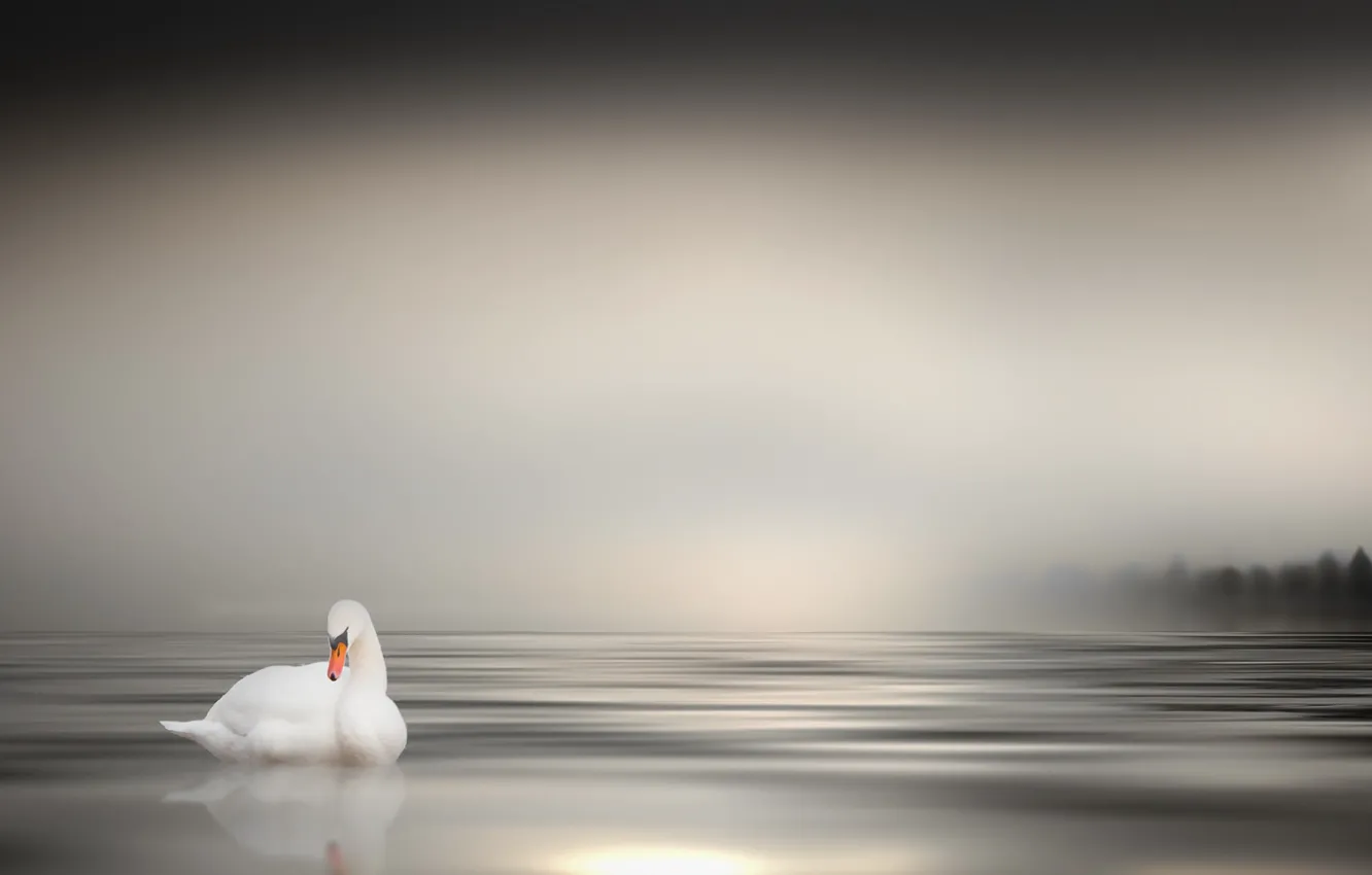 Wallpaper fog, lake, swans for mobile and desktop, section животные ...