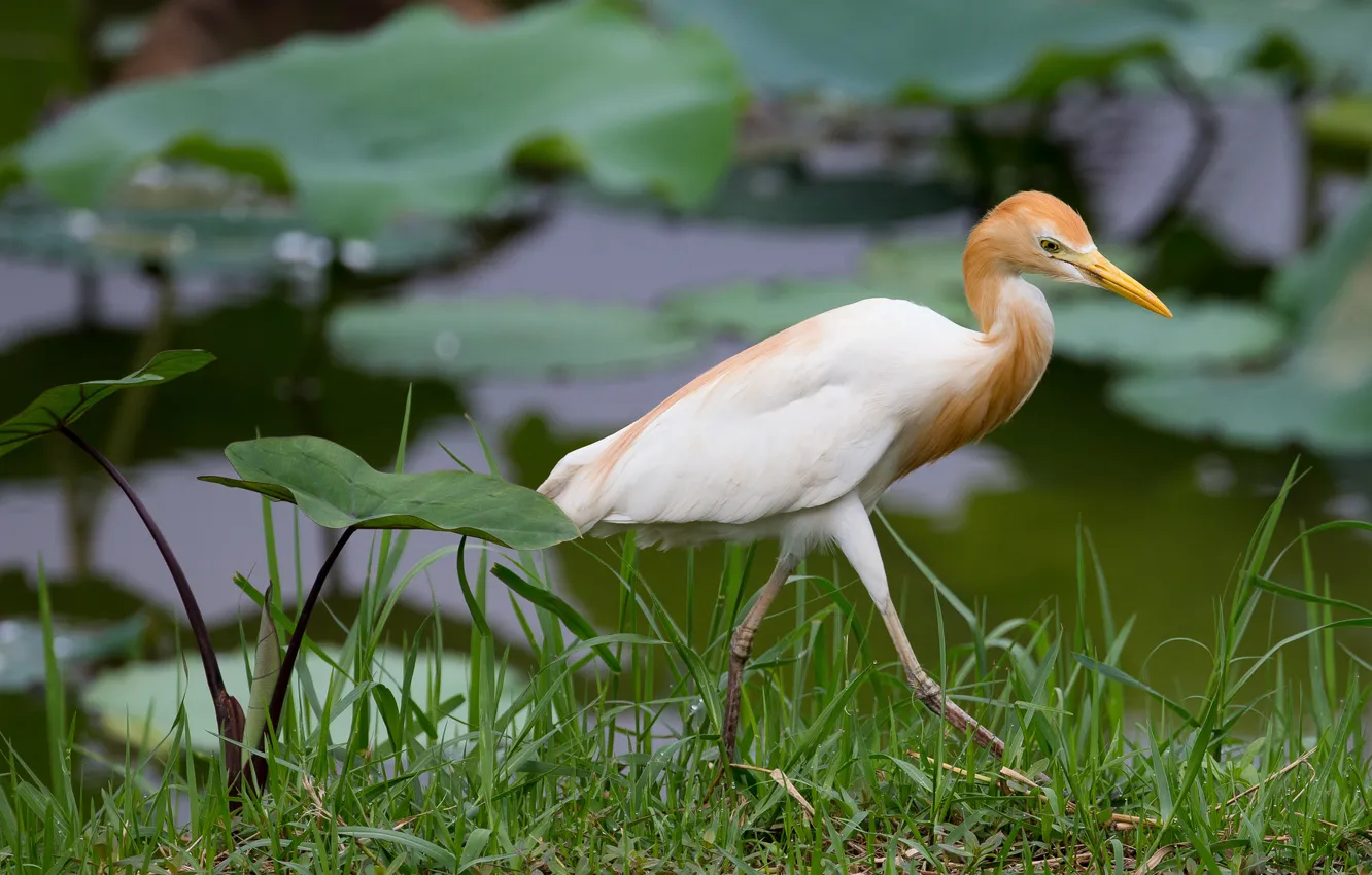 Wallpaper grass, leaves, bird, Heron, IBIS, Egyptian for mobile and ...
