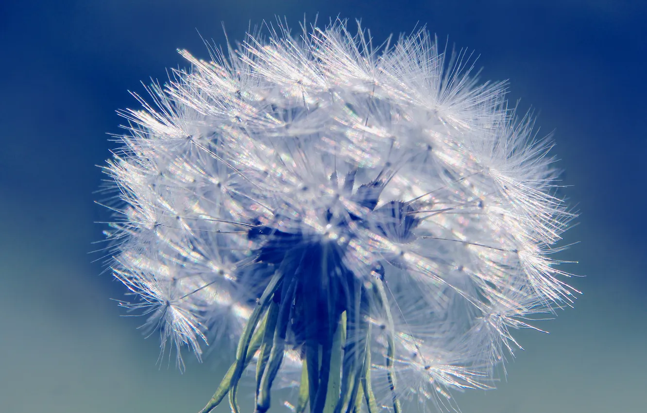 Wallpaper plant, delicate, dandelion for mobile and desktop, section ...