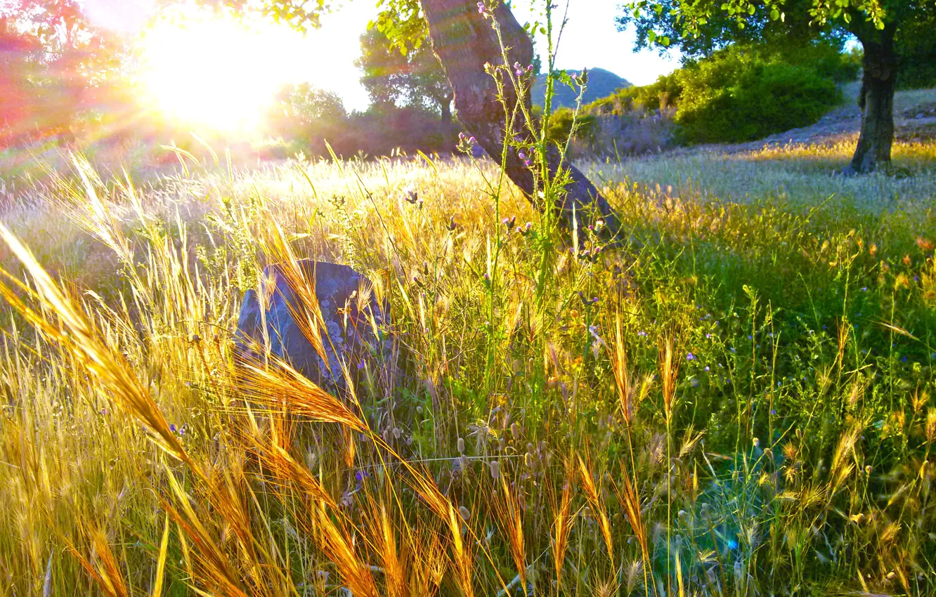 Wallpaper Spring, Greece, Fields, Dusk for mobile and desktop, section ...