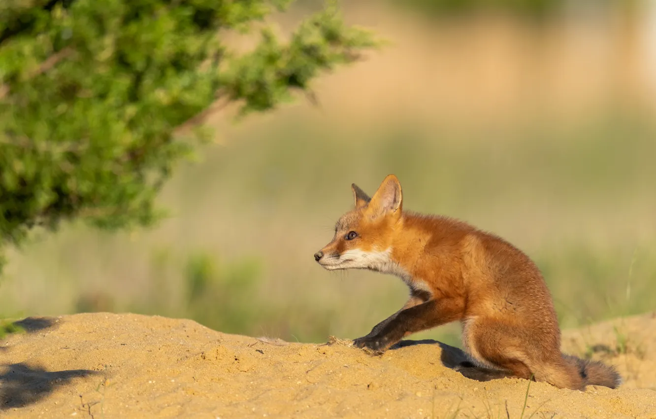 Wallpaper look, branches, nature, pose, Bush, Fox, profile, face for ...