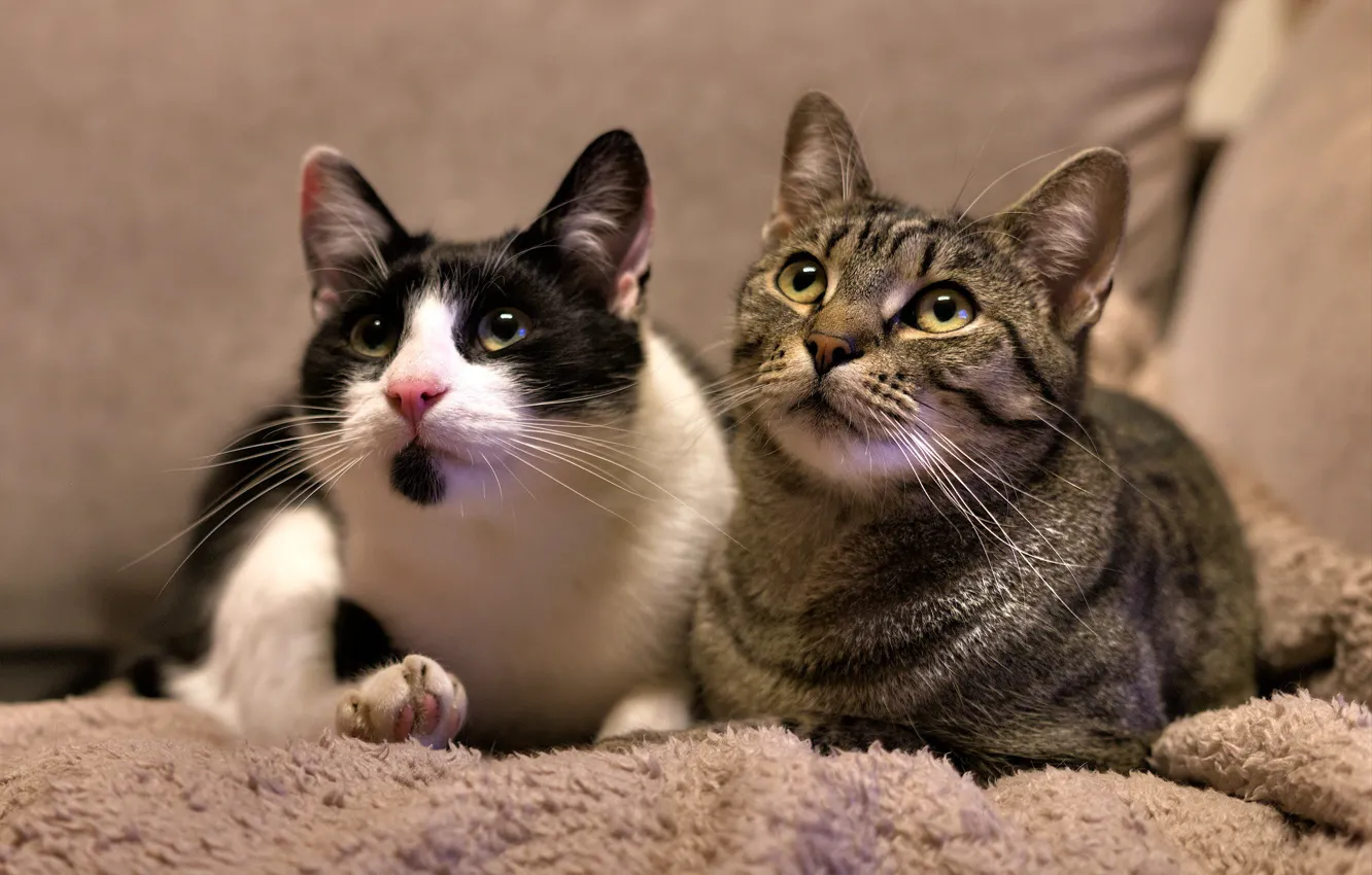 Wallpaper cat, cat, look, cats, pose, cats, face for mobile and desktop ...