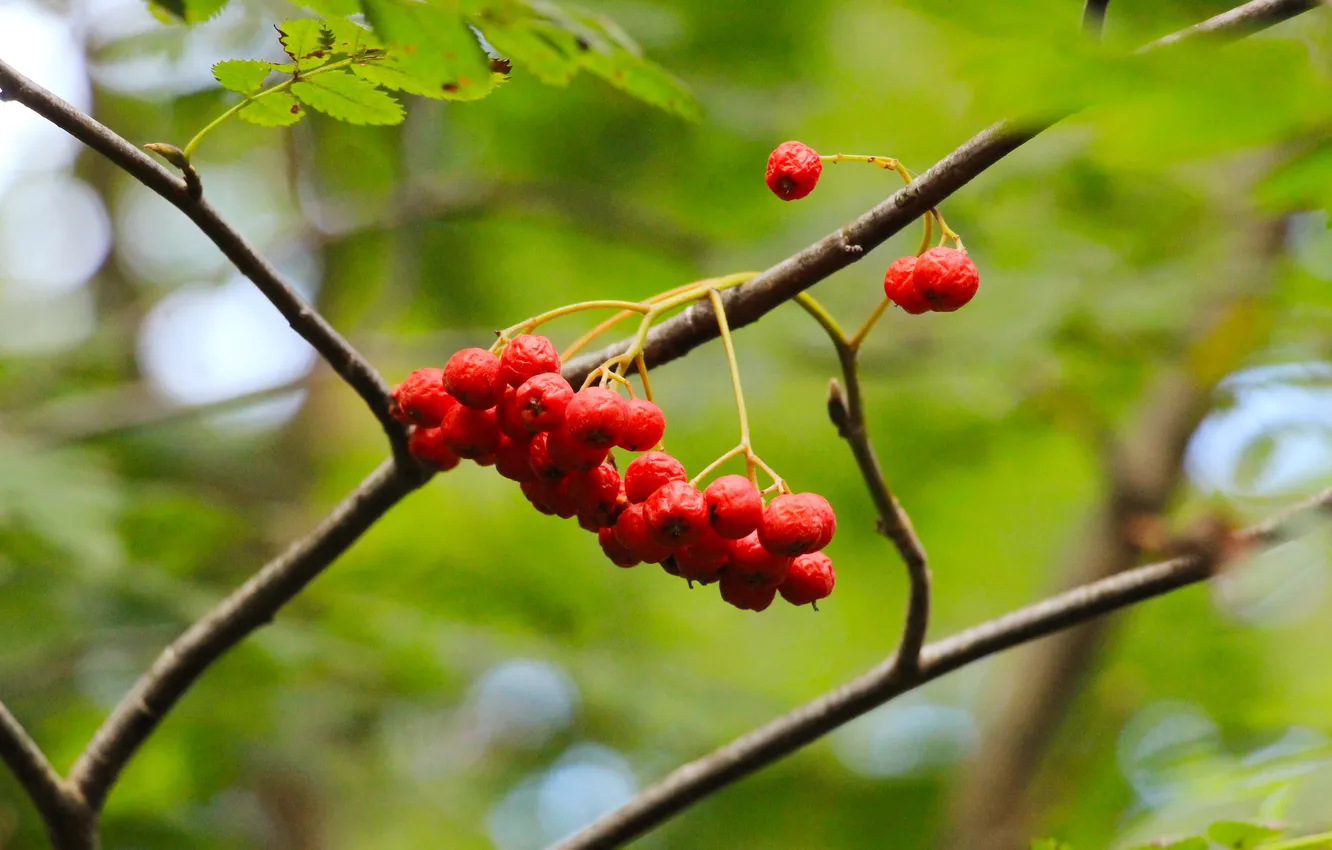 Wallpaper red, fruit, twig, mountain ash for mobile and desktop ...