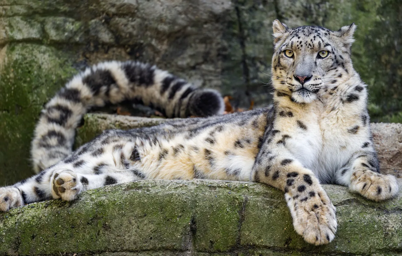Wallpaper nature, pose, lies, IRBIS, snow leopard for mobile and ...