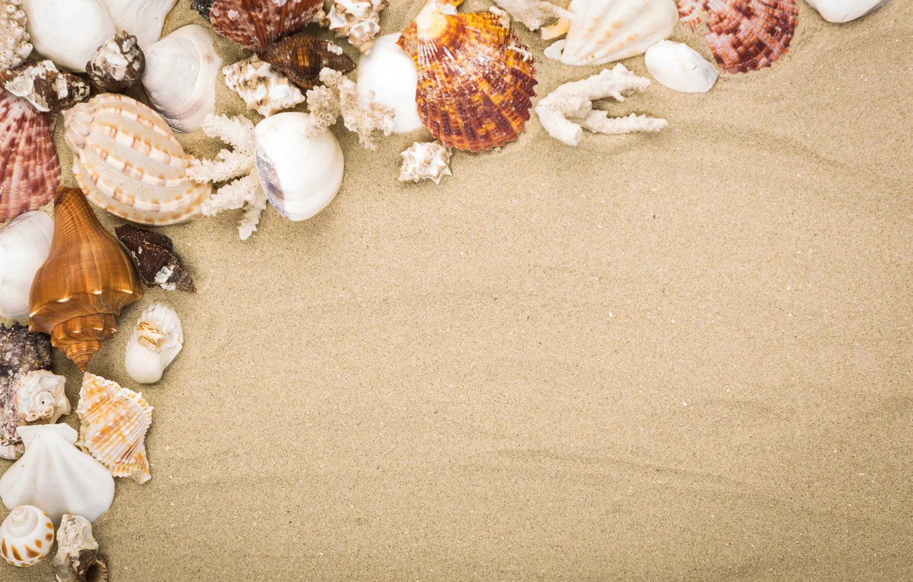 Wallpaper sand, beach, nature, shell, Mare for mobile and desktop ...
