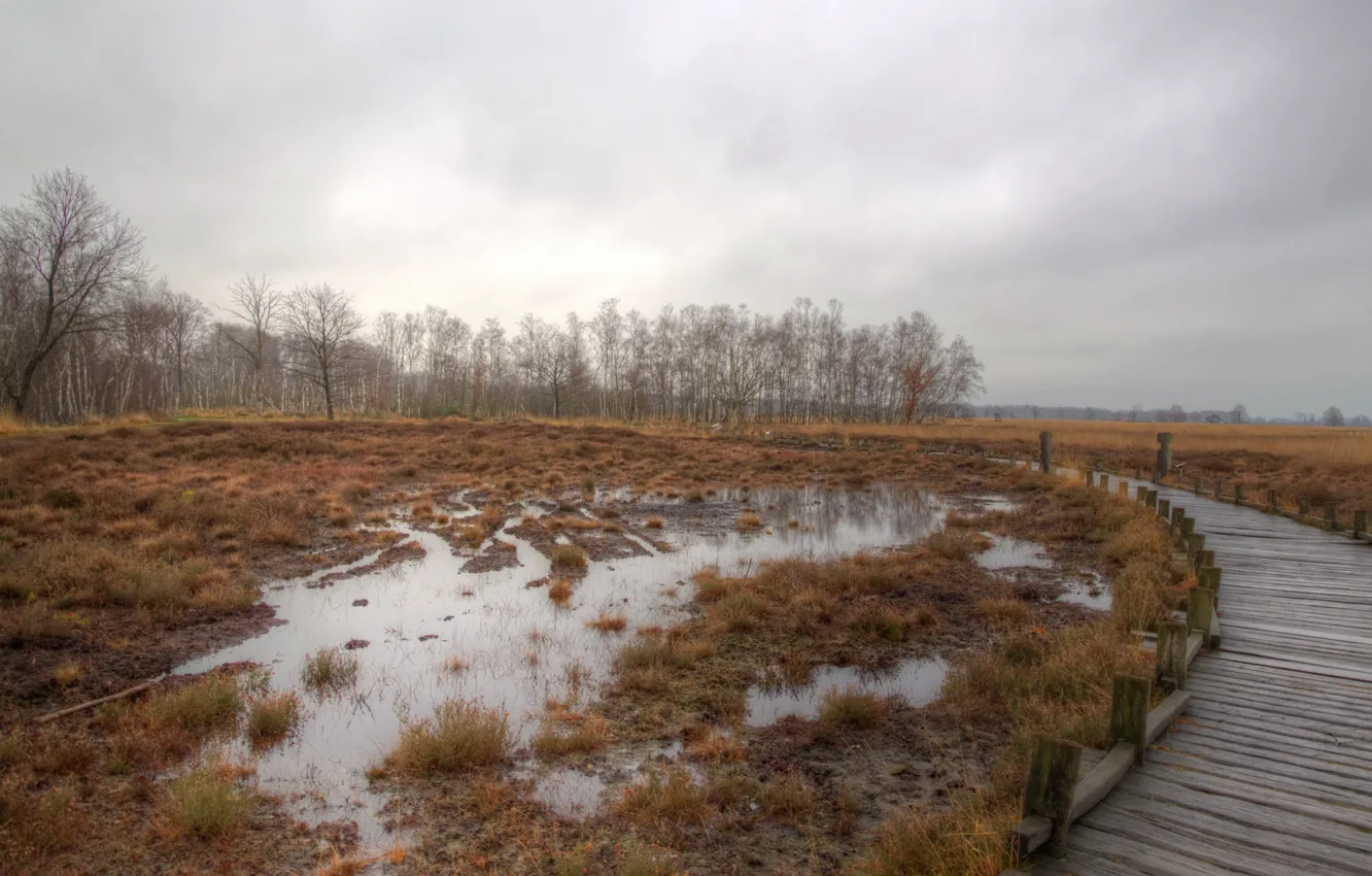 Wallpaper bridge, fog, swamp for mobile and desktop, section природа ...