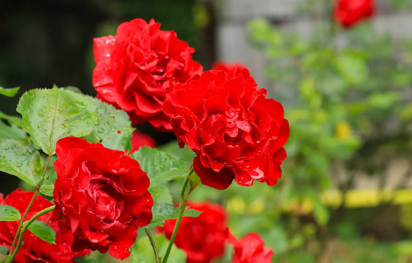 Wallpaper red, flower, roses, blooming for mobile and desktop, section ...