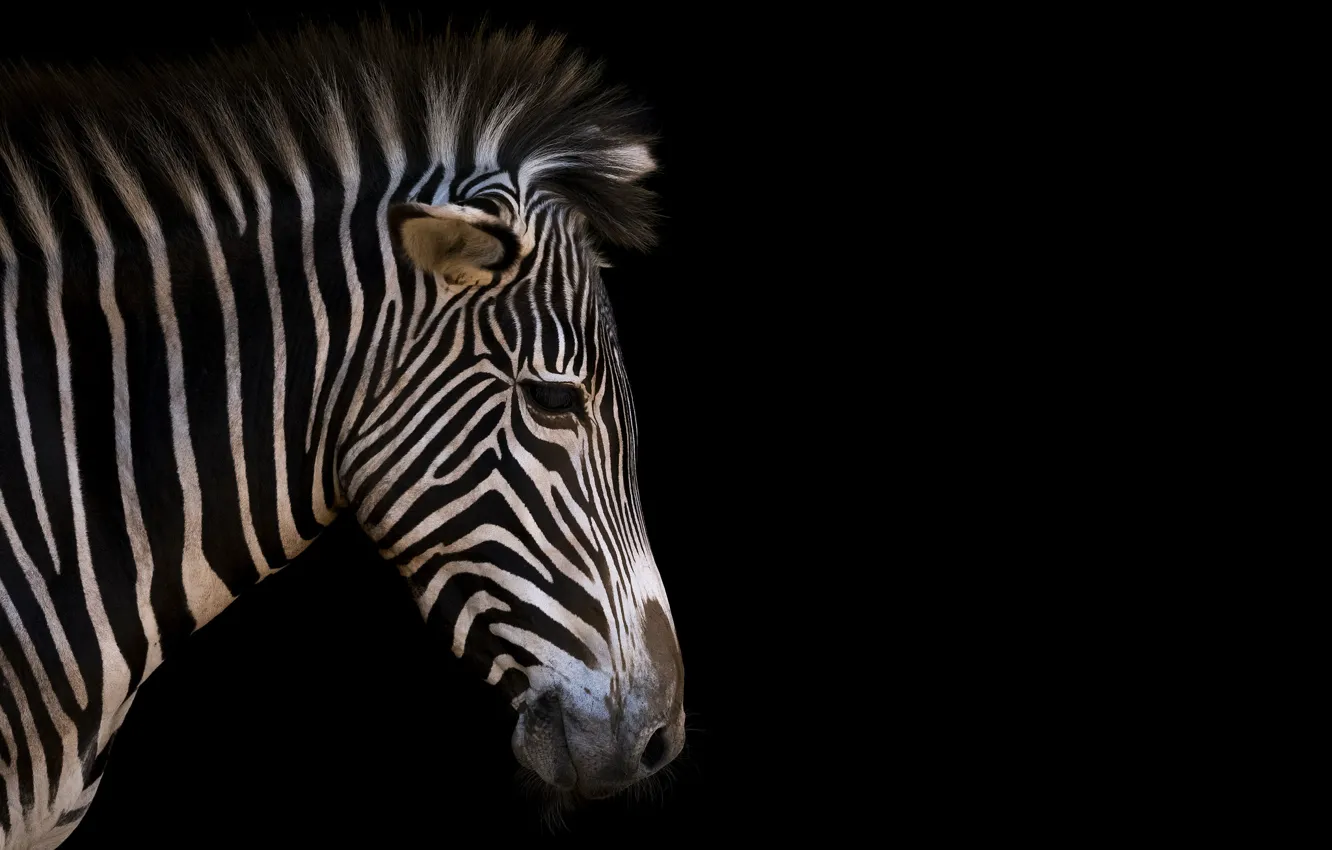 Wallpaper strip, Zebra, profile images for desktop, section животные ...