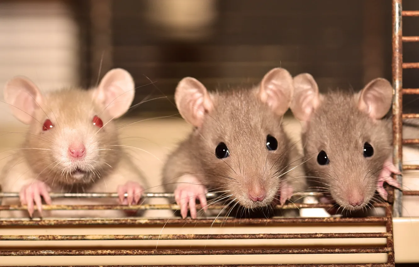 Wallpaper look, background, cell, mouse, mouse, three, rats, rods for ...