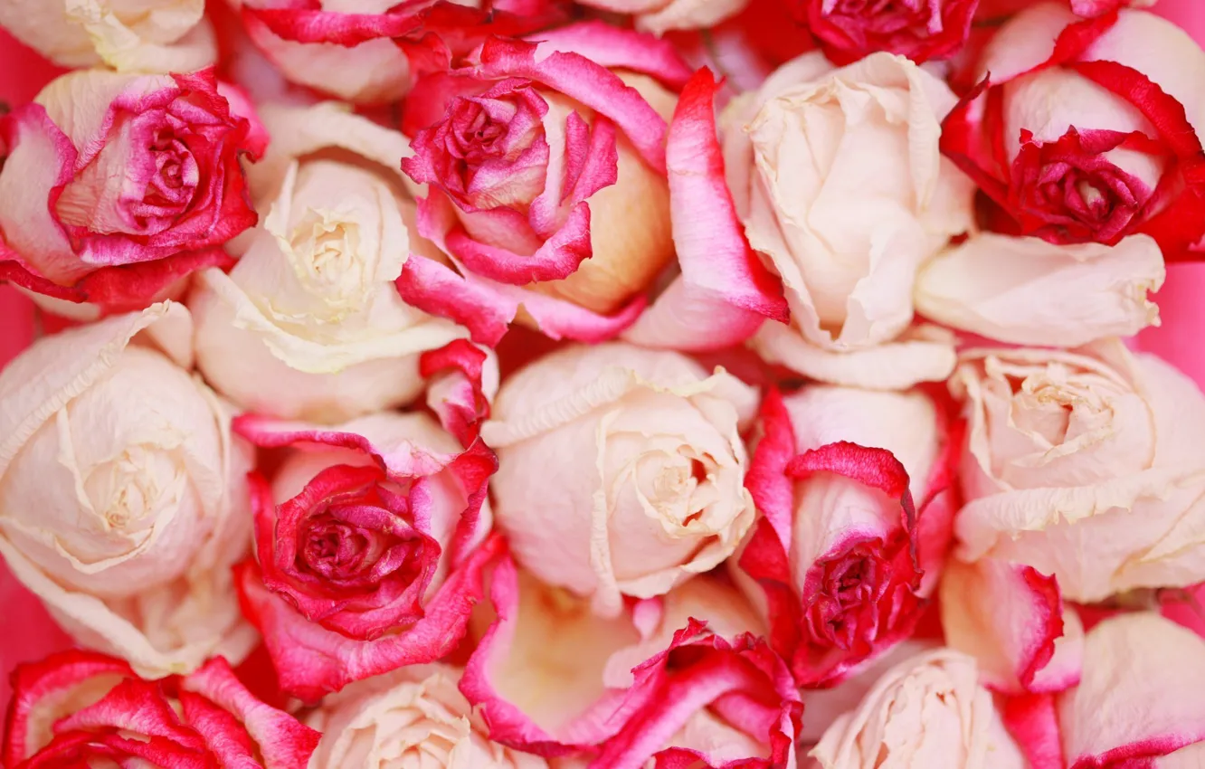 Wallpaper love, flowers, roses, love, rose, flowers for mobile and ...