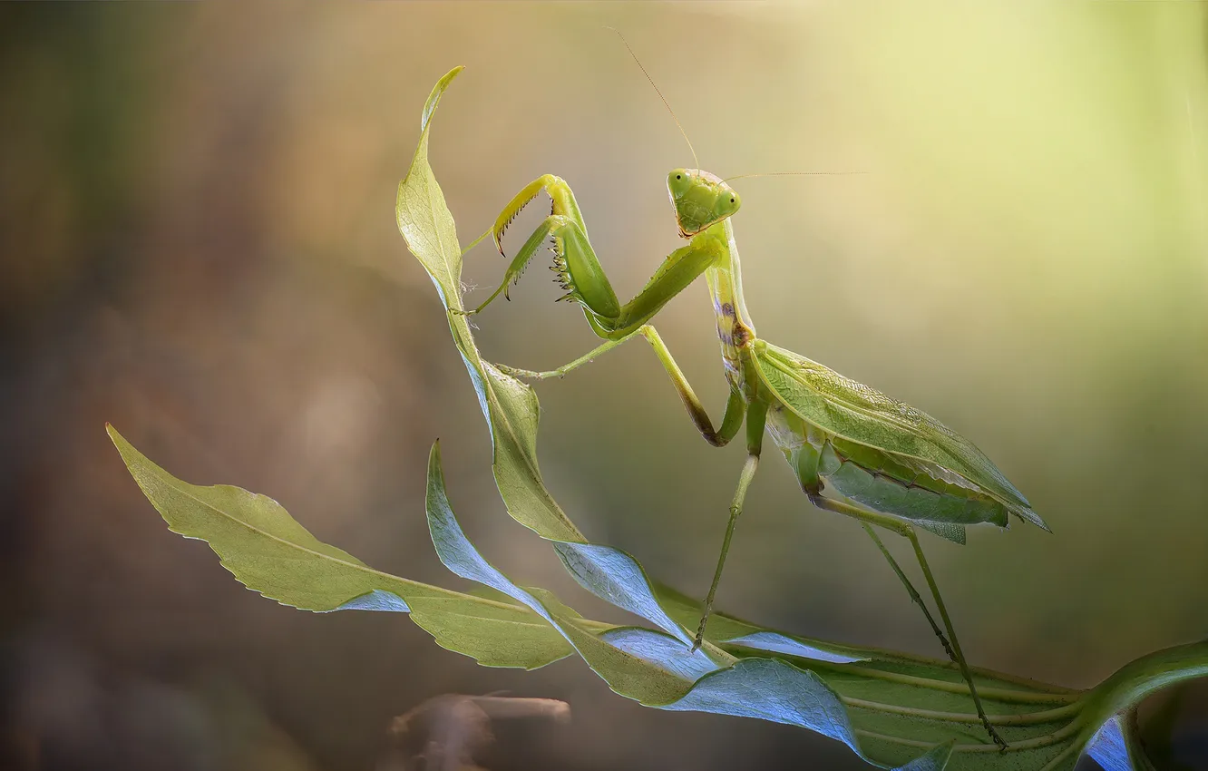 Wallpaper leaves, macro, pose, mantis, insect, bokeh for mobile and ...