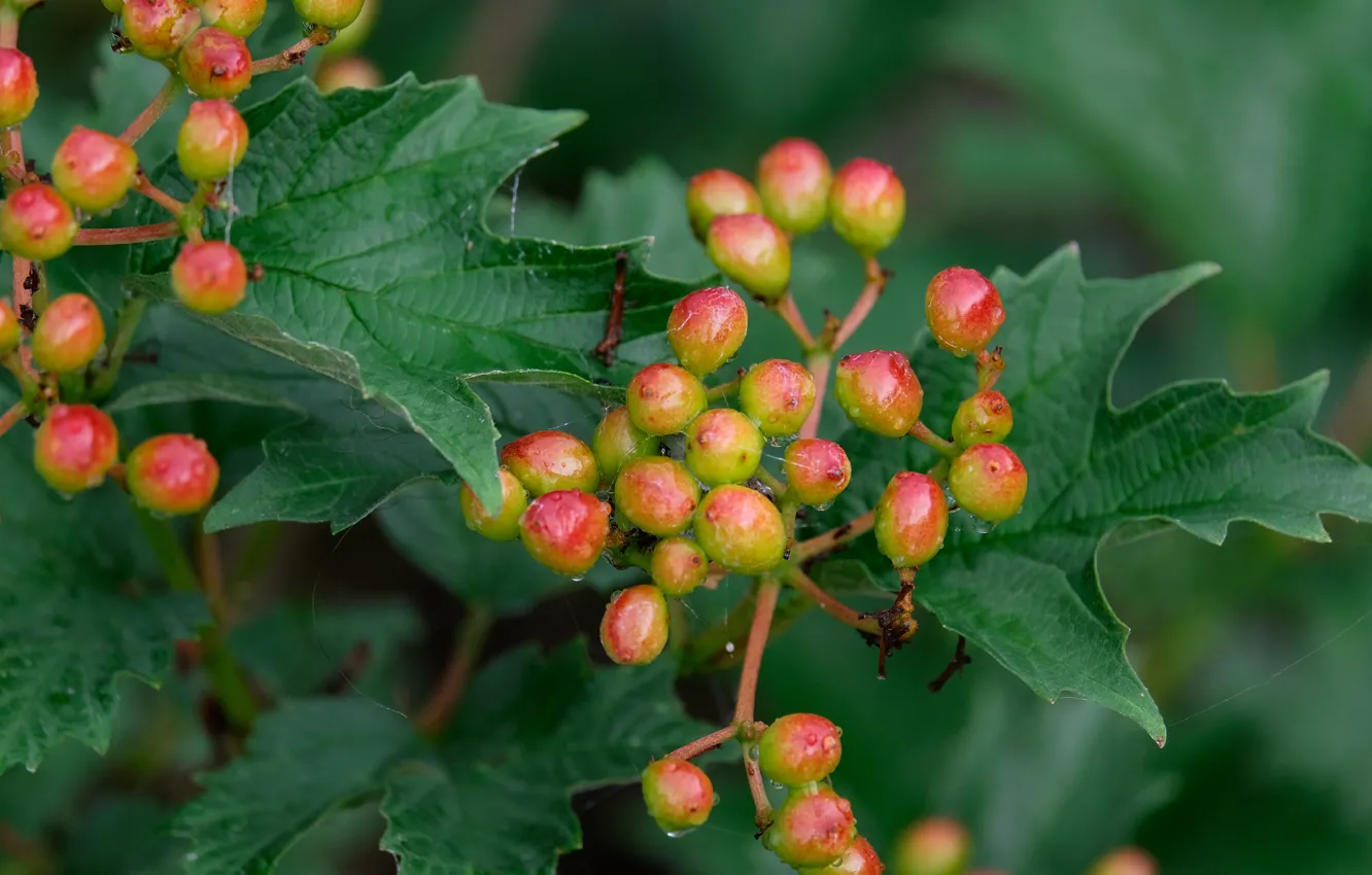 Wallpaper nature, beauty, Rowan for mobile and desktop, section природа ...