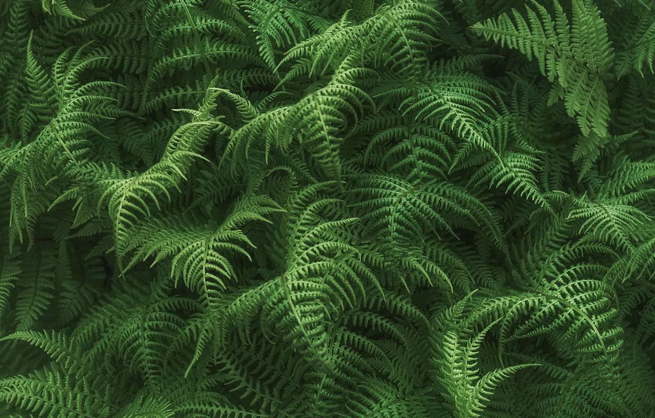 Wallpaper nature, background, ferns for mobile and desktop, section ...