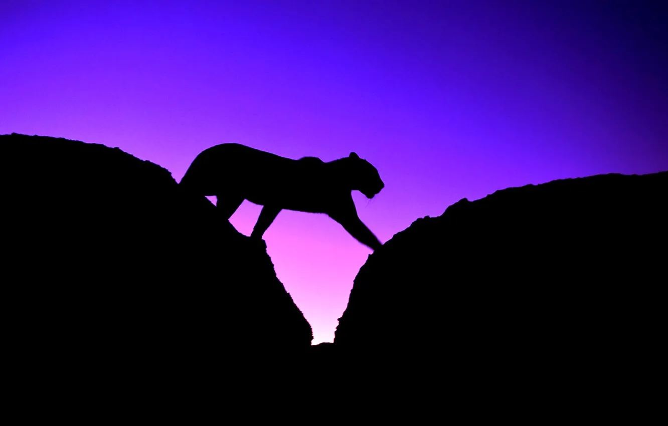 Wallpaper cat, the sky, sunset, Panther, silhouette, leopard for mobile ...