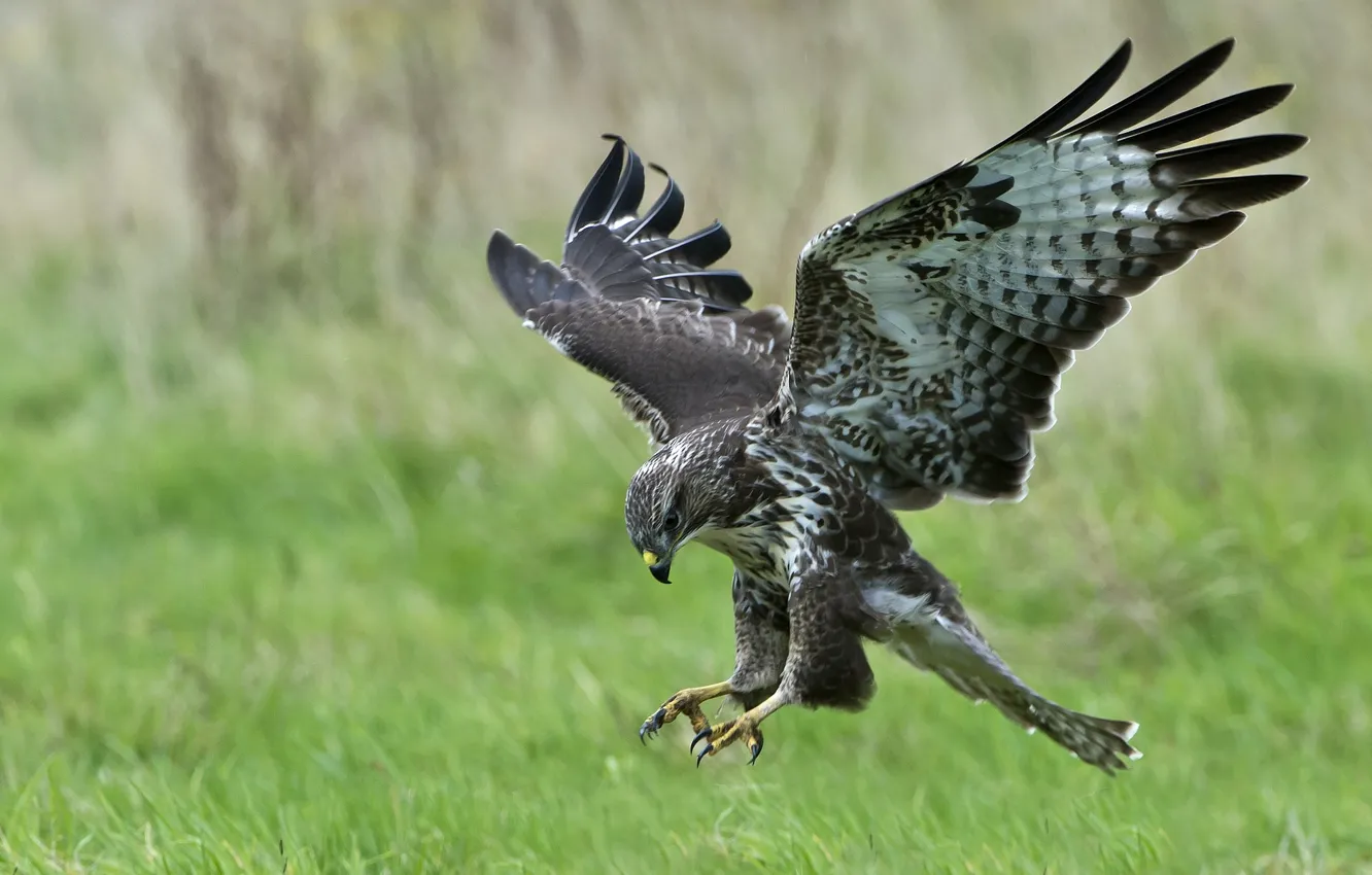 Wallpaper flight, bird, wings, predator, kite images for desktop ...