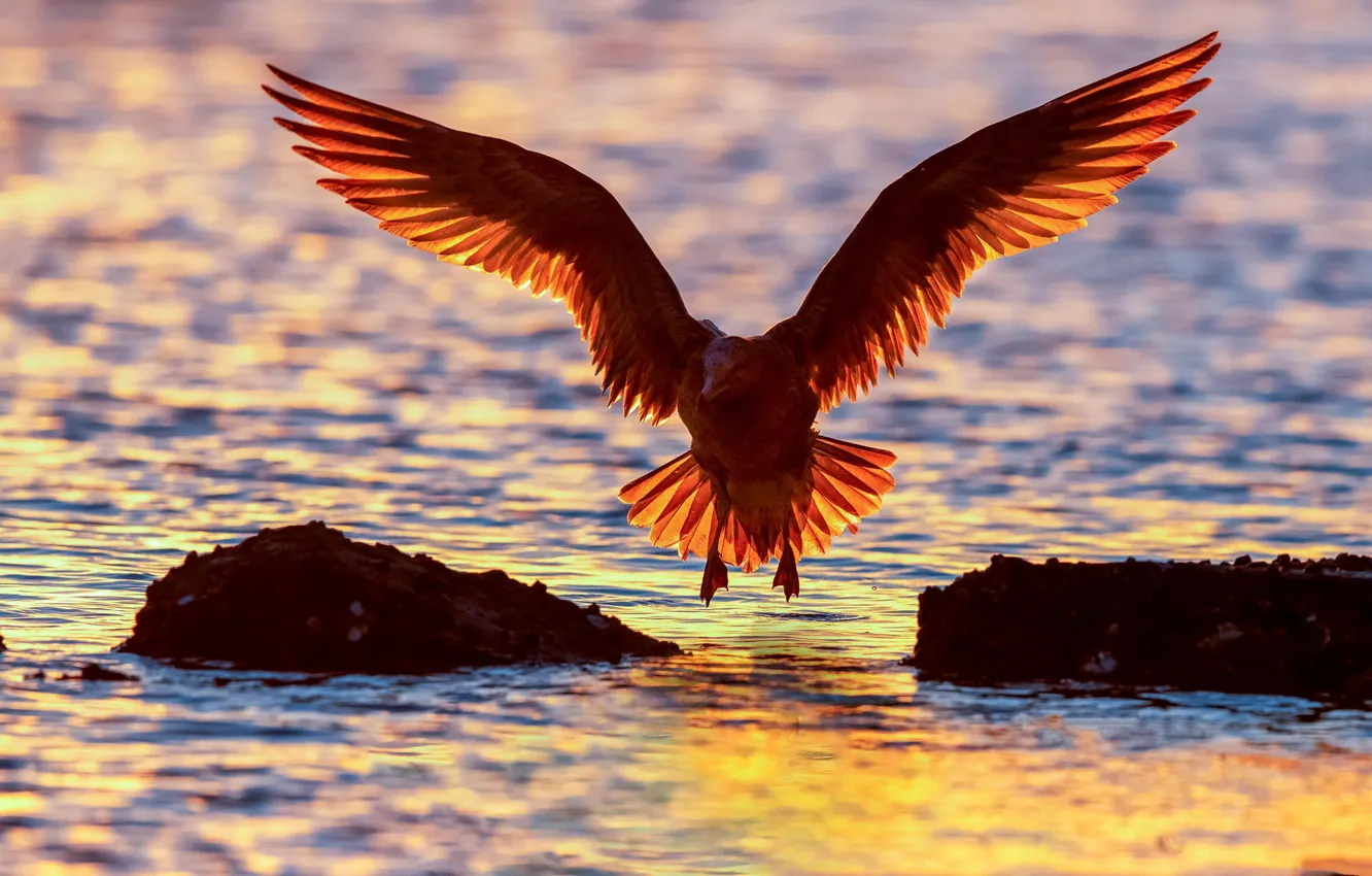 Wallpaper sea, water, light, flight, sunset, stones, bird, Seagull for ...