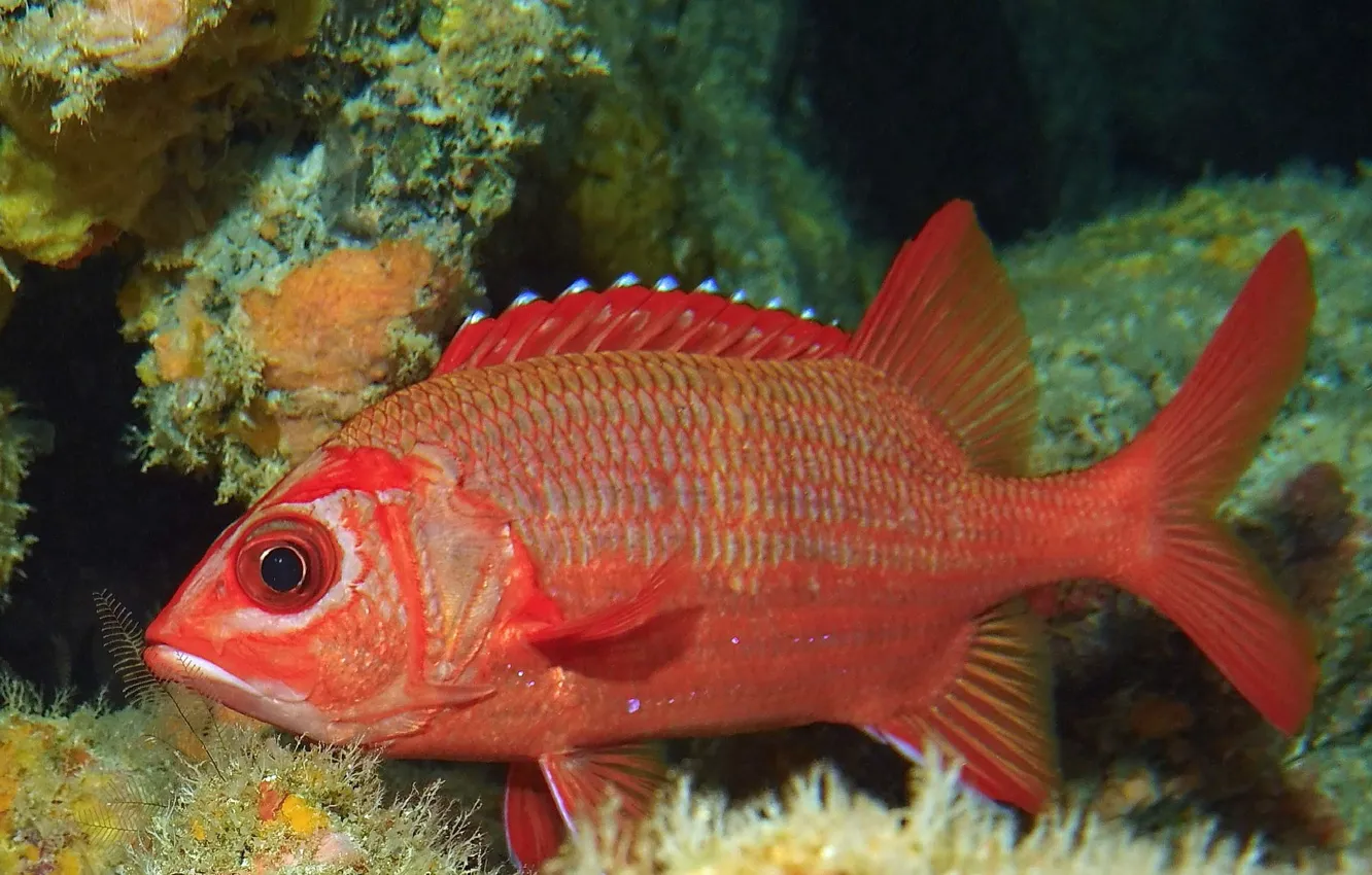 Wallpaper red, fish, red, underwater, swimming, underwater, fish, swim ...