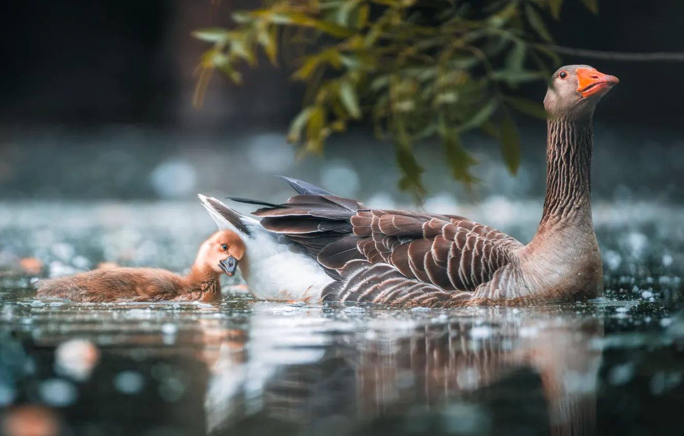Wallpaper water, birds, chick, geese, Gosling, goose for mobile and ...