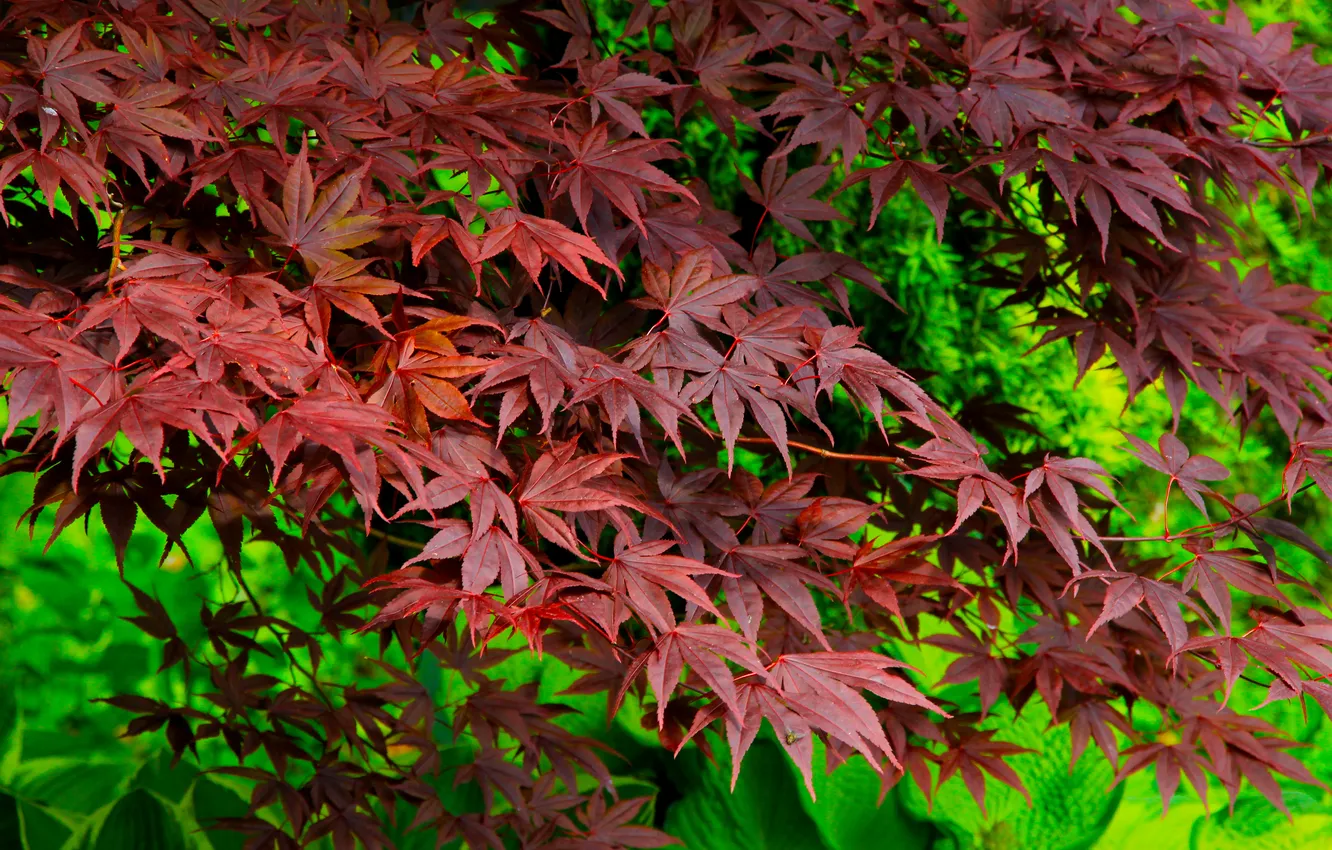 Wallpaper red, tree, leaf for mobile and desktop, section природа ...