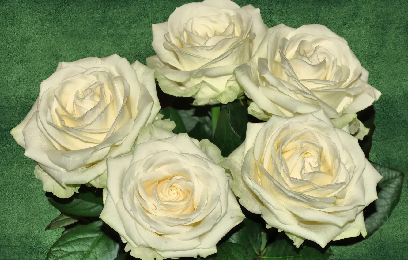 Wallpaper roses, texture, white roses for mobile and desktop, section ...