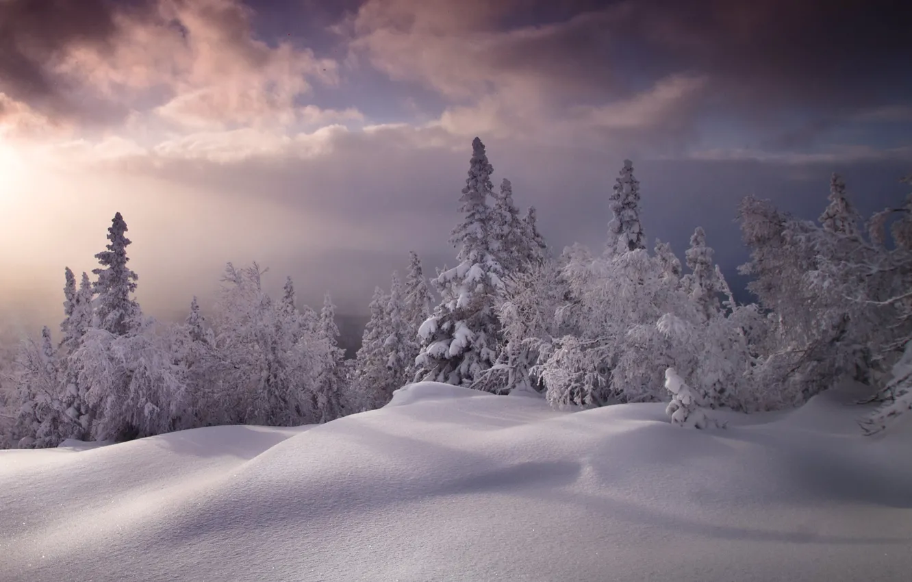 Wallpaper winter, frost, forest, the sky, clouds, light, snow, trees ...