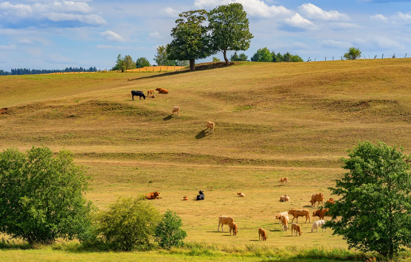 Wallpaper field, trees, hills, cows, pasture, the herd, a herd of cows ...