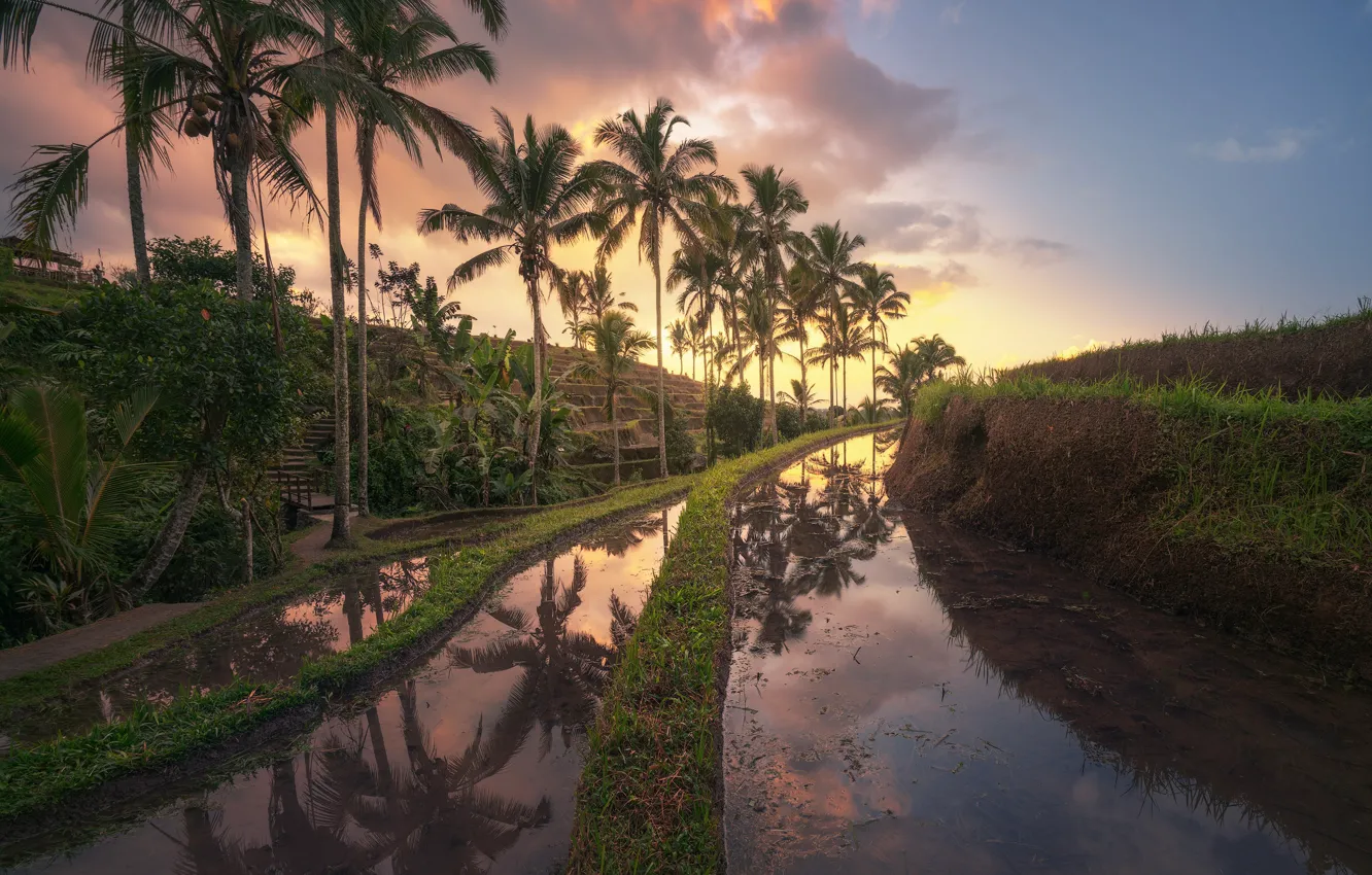 Wallpaper tropics, palm trees, shore, channel, pond, terrace for mobile ...