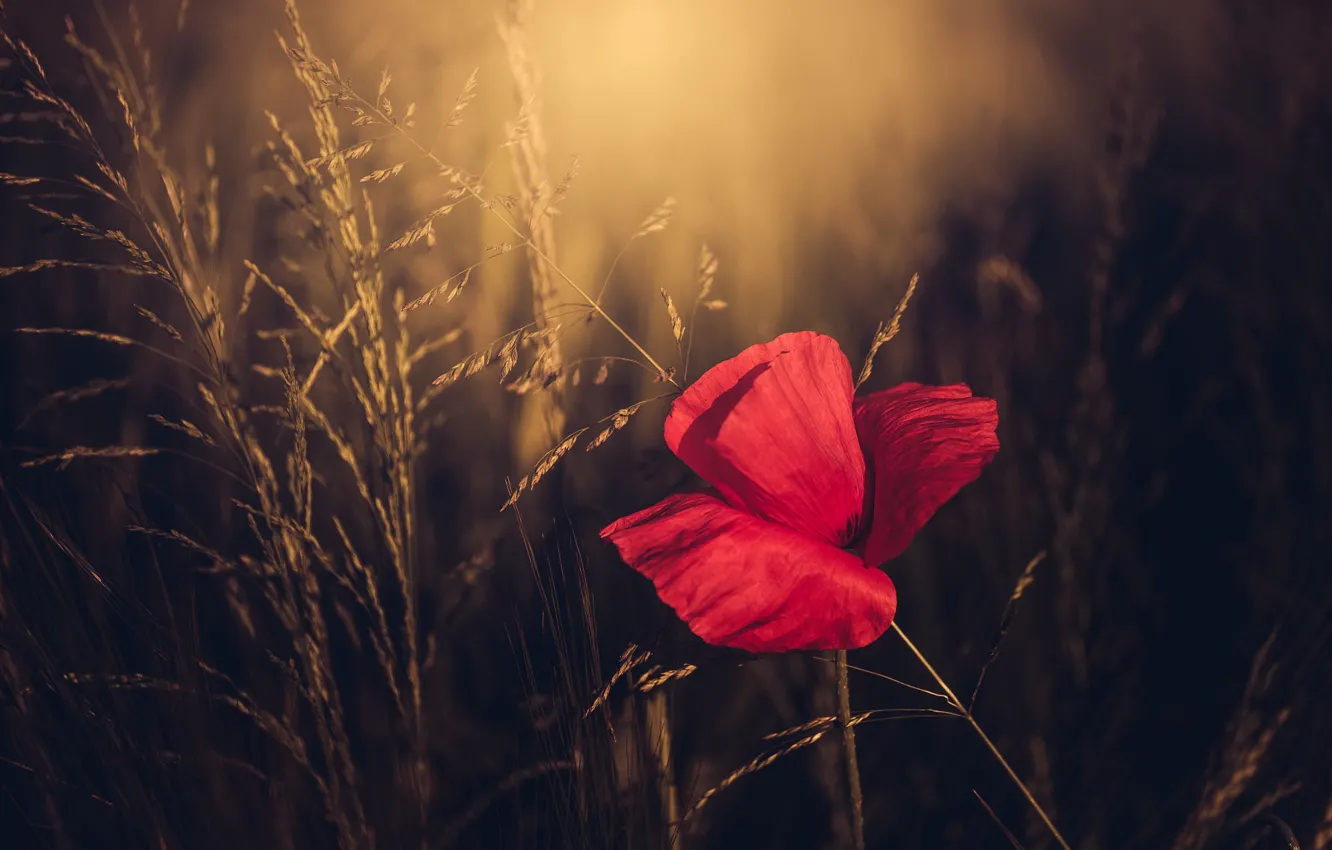 Wallpaper field, flower, summer, light, red, nature, the dark ...