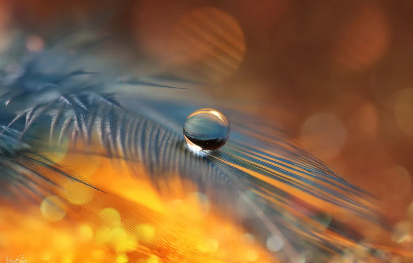 Wallpaper WATER, DROP, FLUFF, PEN for mobile and desktop, section макро ...